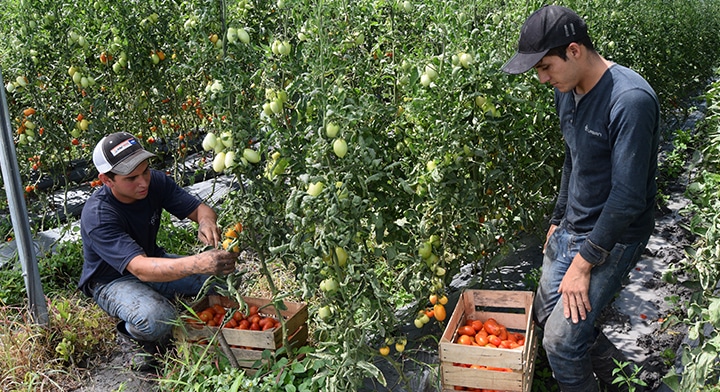 Ingeniero Agrónomo: Qué es, funciones, perfil y más