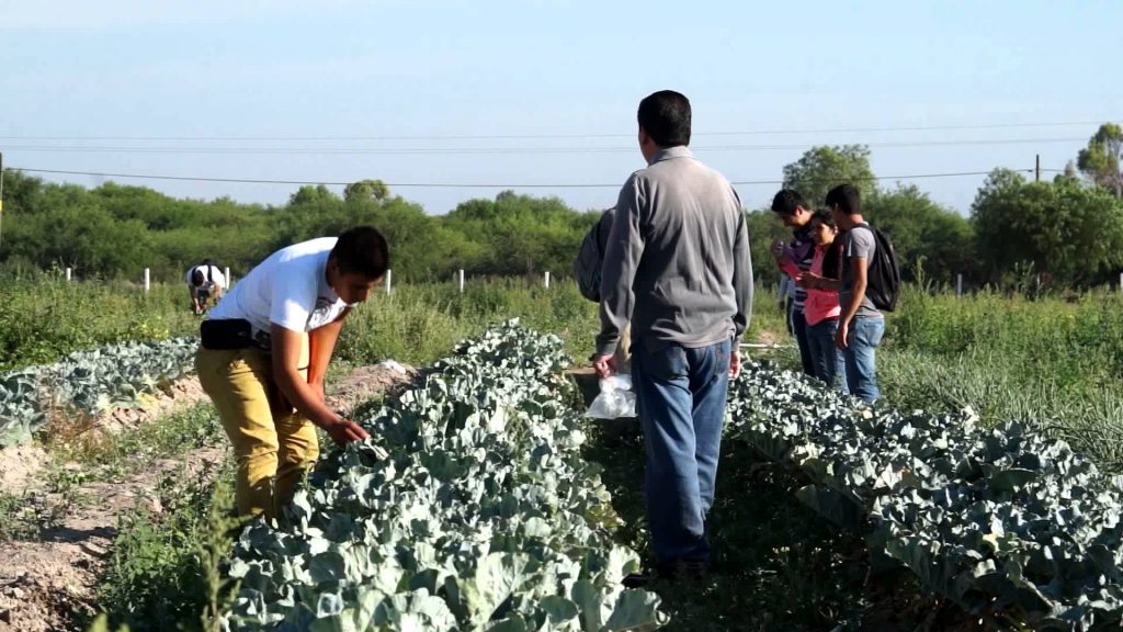 Ingeniero Agrónomo: Qué es, funciones, perfil y más