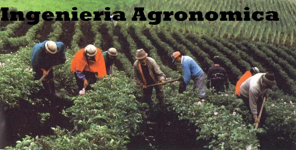 Ingeniero Agrónomo: Qué es, funciones, perfil y más