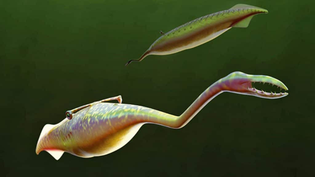 Biología Animal: Qué es, carrera y mucho más sobre ella